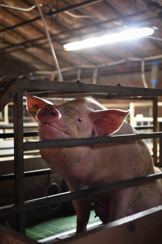 Animal Rights by Mark Rowlands – Vegans.UK